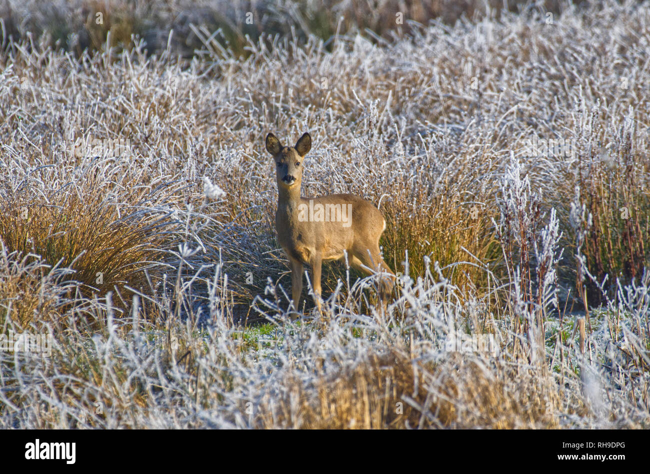 Front facing deer hi-res stock photography and images - Alamy