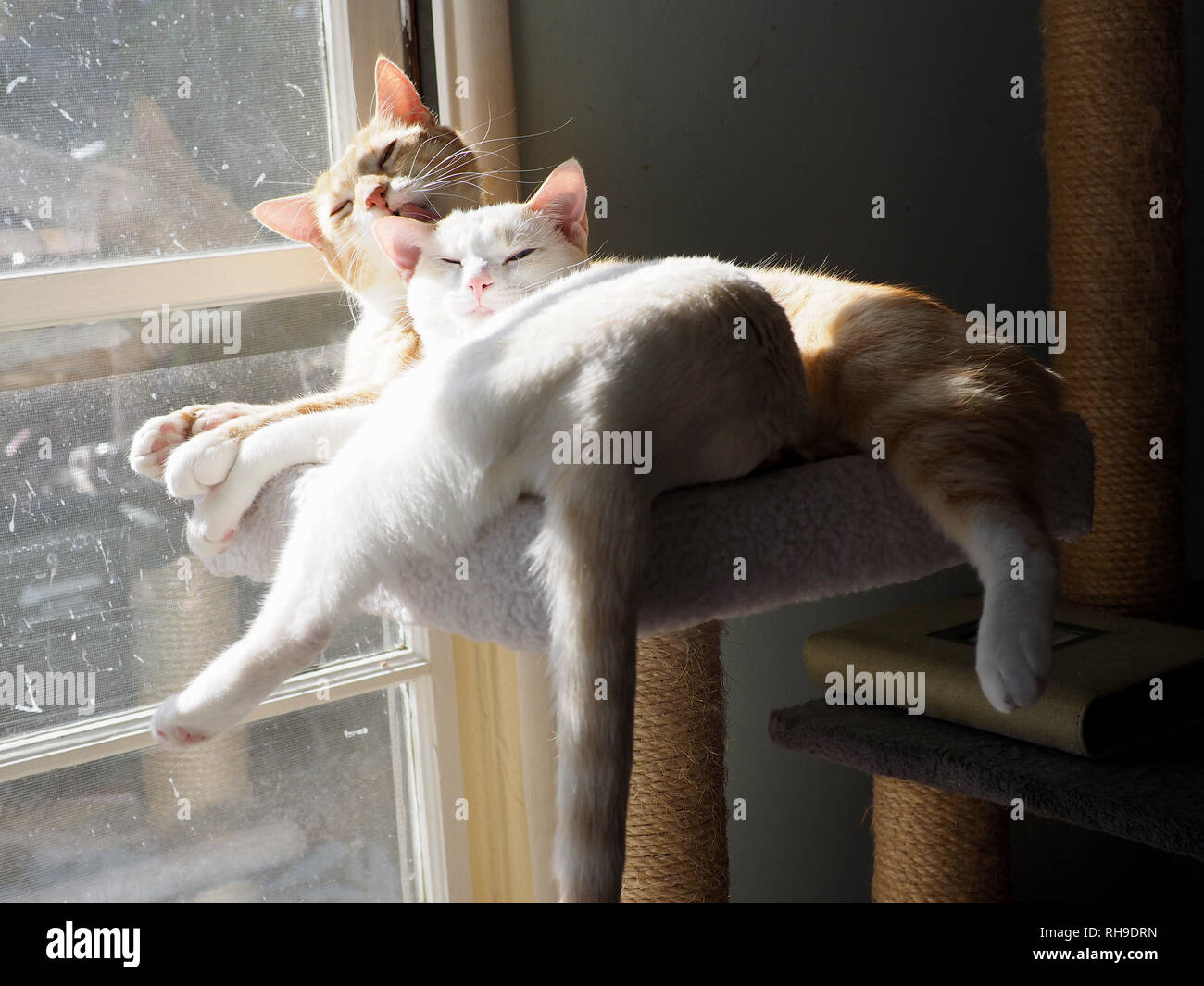 Bob Cats Right Next To Each Other