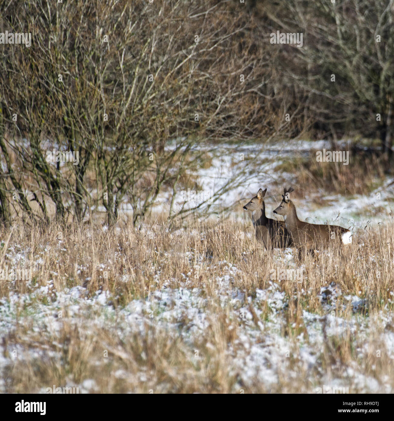 European roes hi-res stock photography and images - Alamy