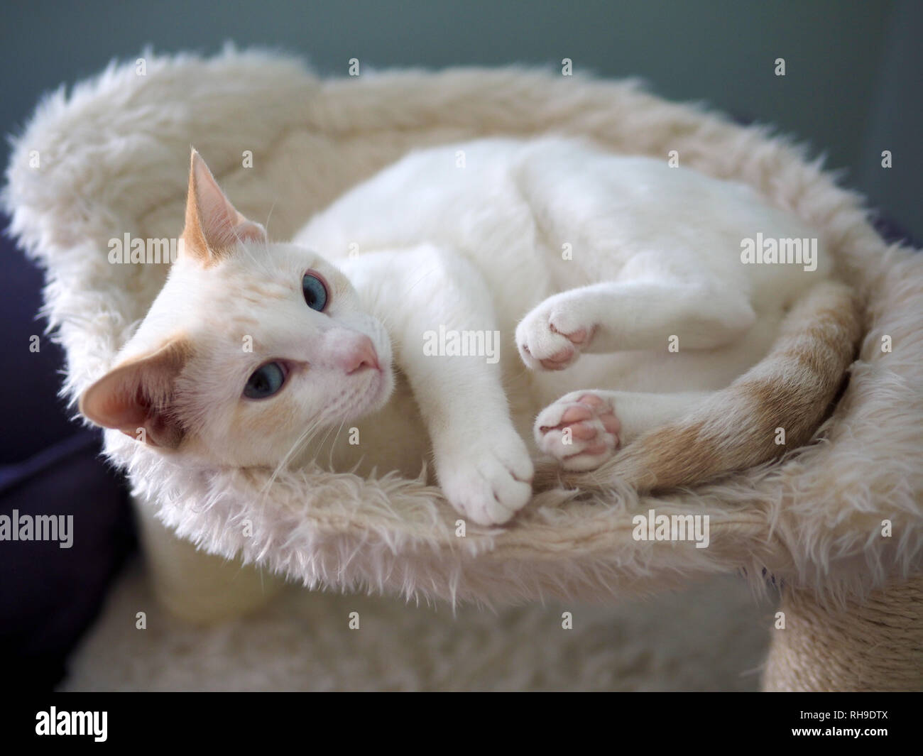 Blue point siamese cat hi-res stock photography and images - Alamy