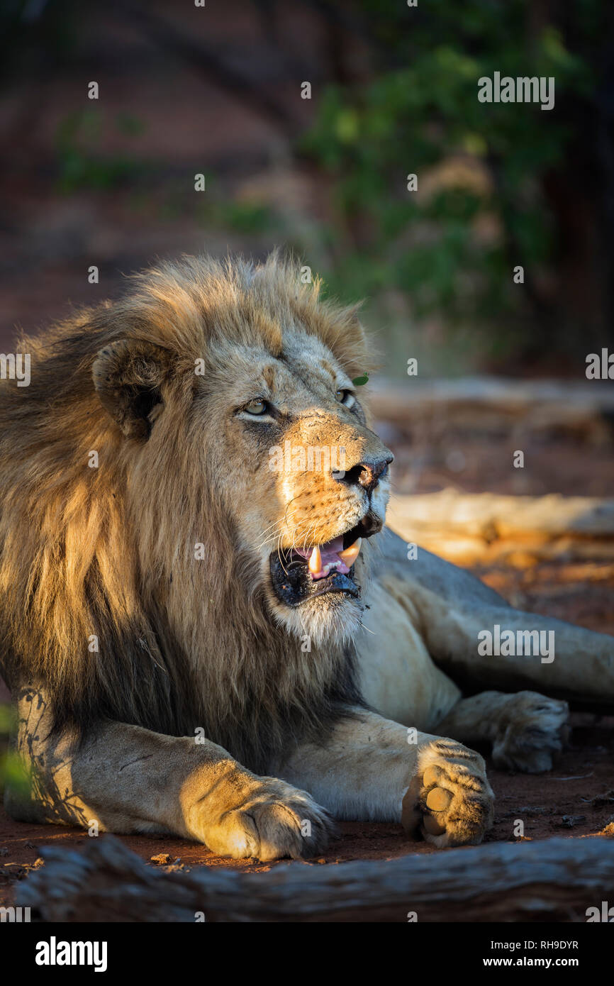 African lion male portrait in Kruger National park, South Africa ...