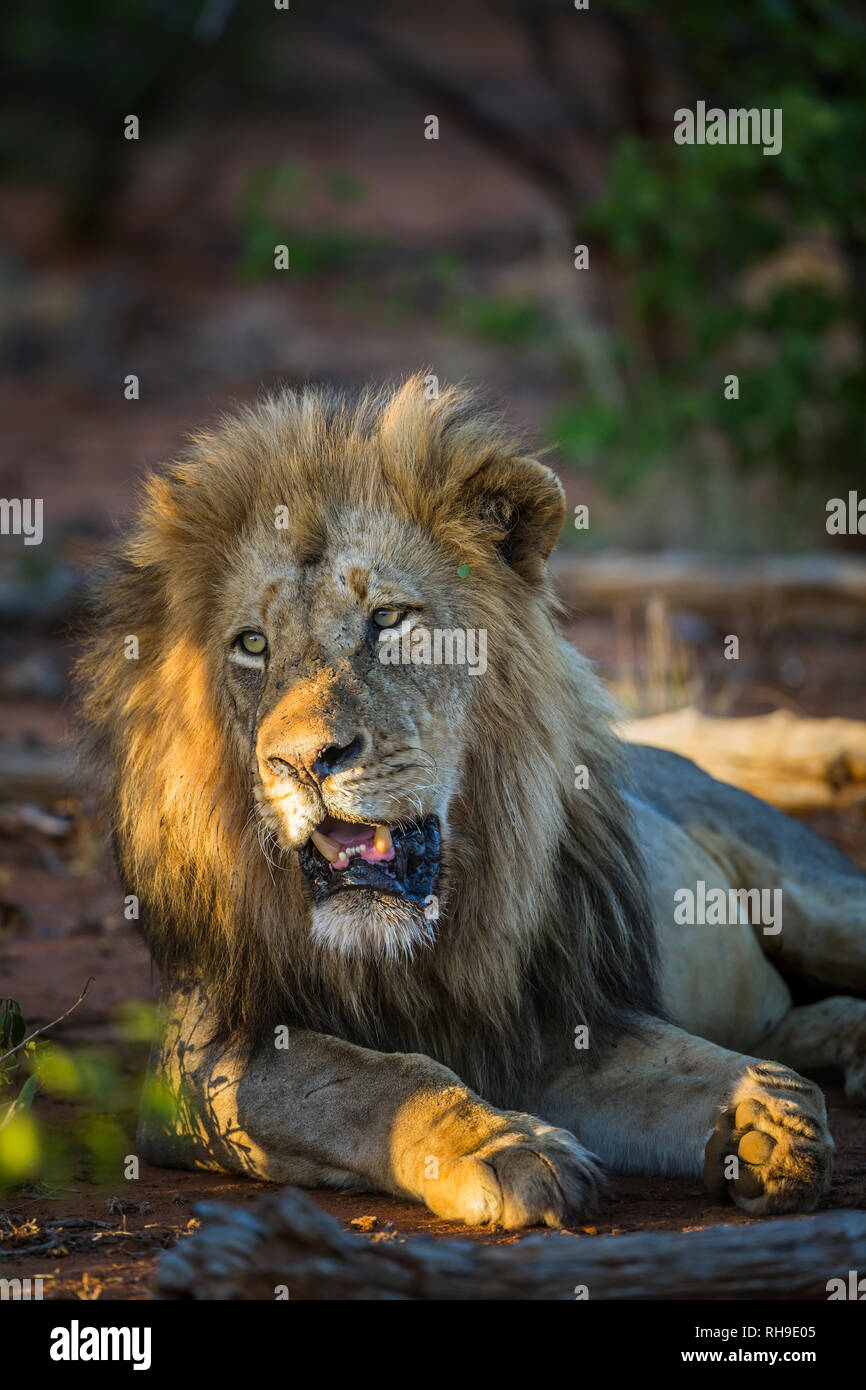 African lion in Kruger National park, South Africa ; Specie Panthera ...