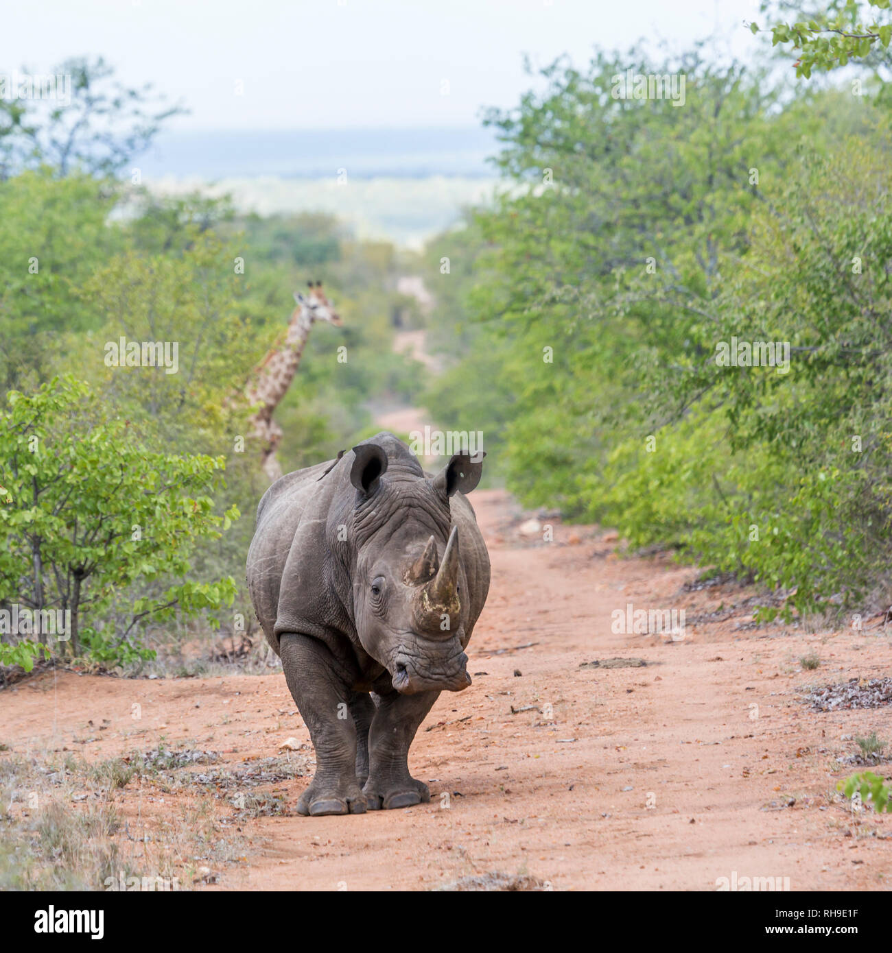Southern white rhinoceros and Giraffe in Kruger national park, South ...