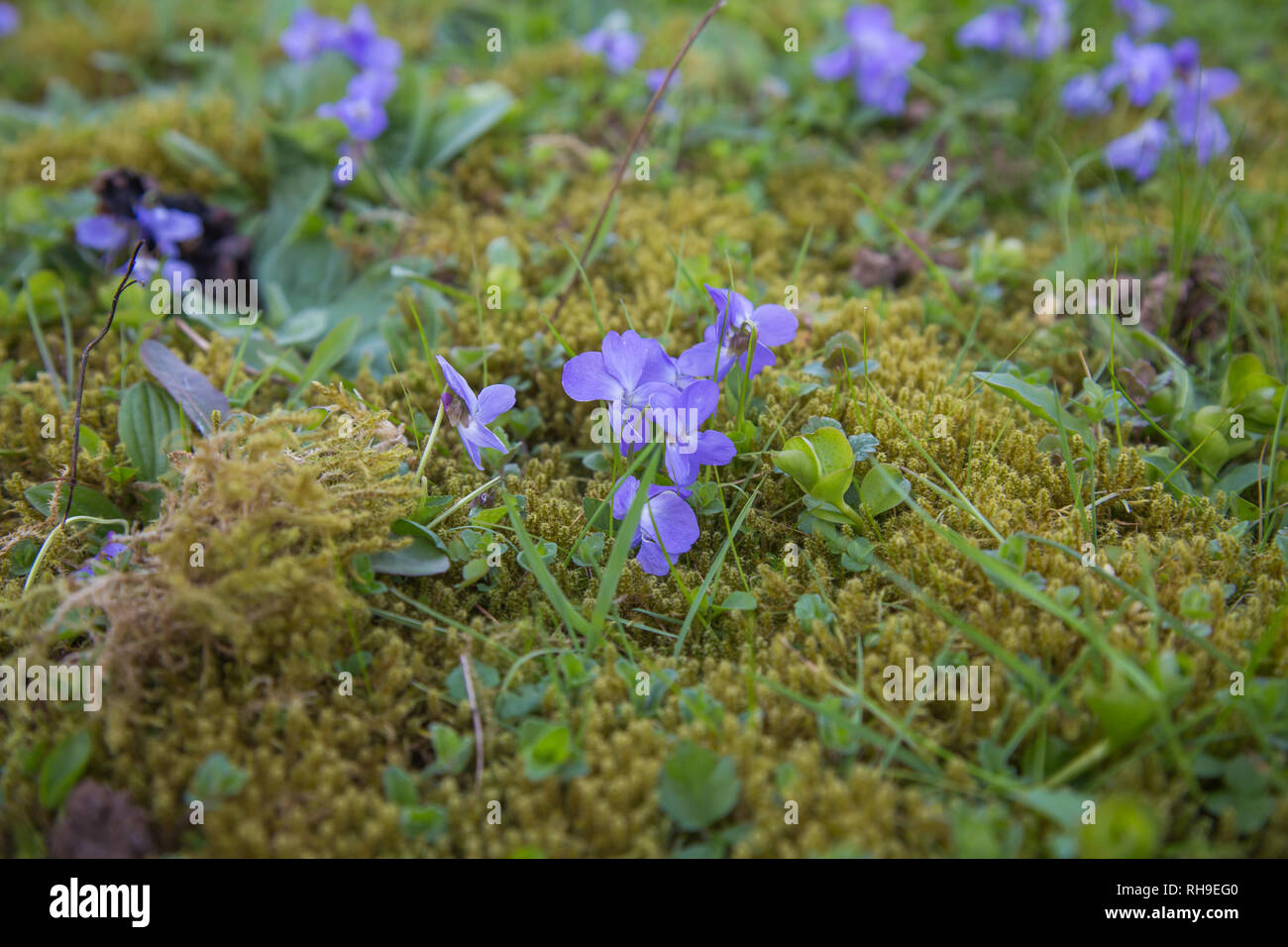 Meadow violets hi-res stock photography and images - Alamy