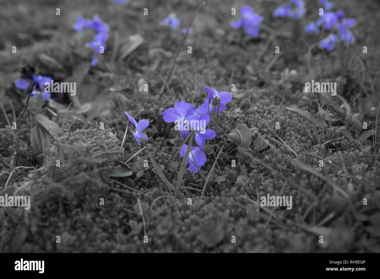 a violet o a meadow Stock Photo - Alamy