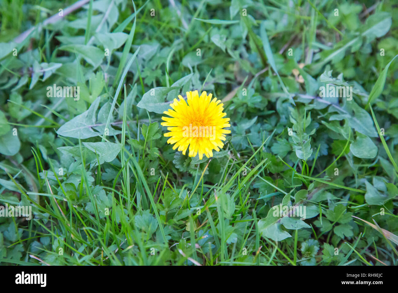 Dandelion in the garden hi-res stock photography and images - Alamy