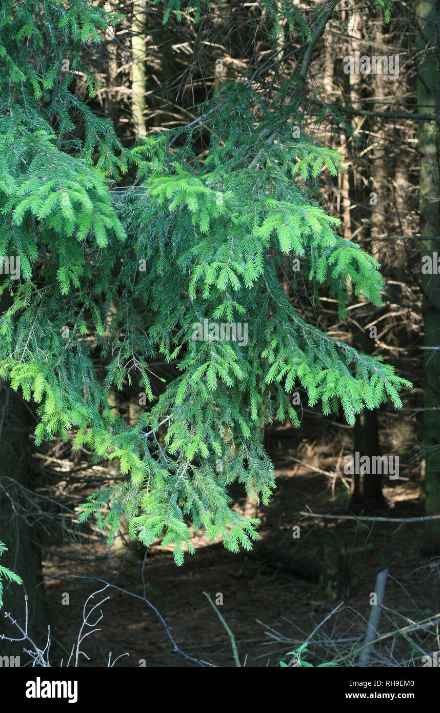 coniferous tree in a dense summer wood Stock Photo - Alamy