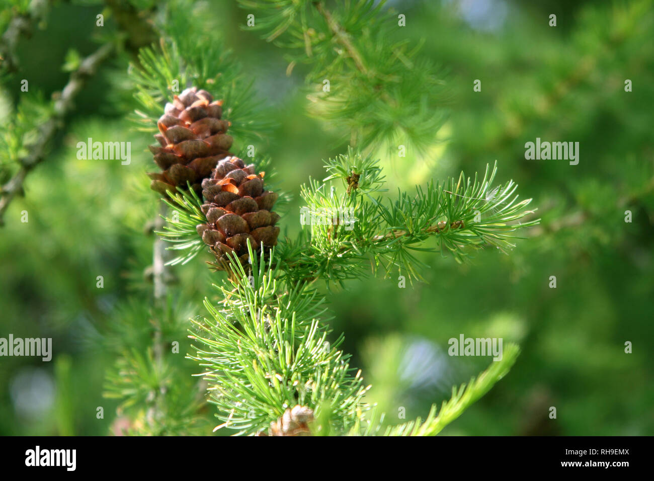 Fur tree cones hi-res stock photography and images - Alamy