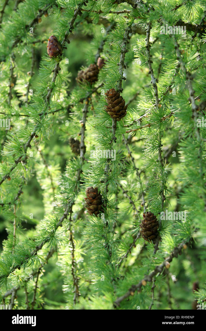 Fur tree cones hi-res stock photography and images - Alamy