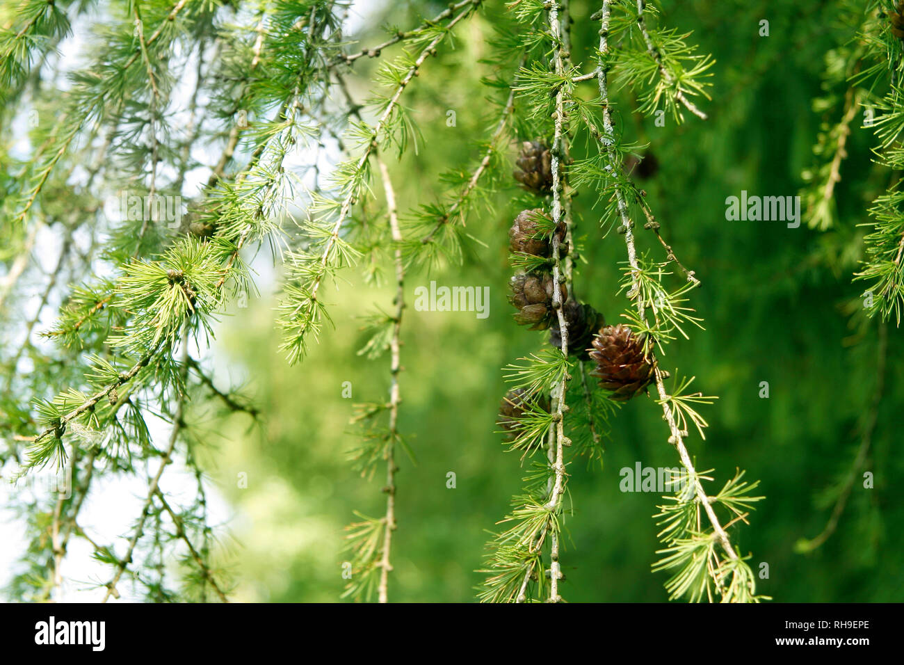 Fur tree cones hi-res stock photography and images - Alamy