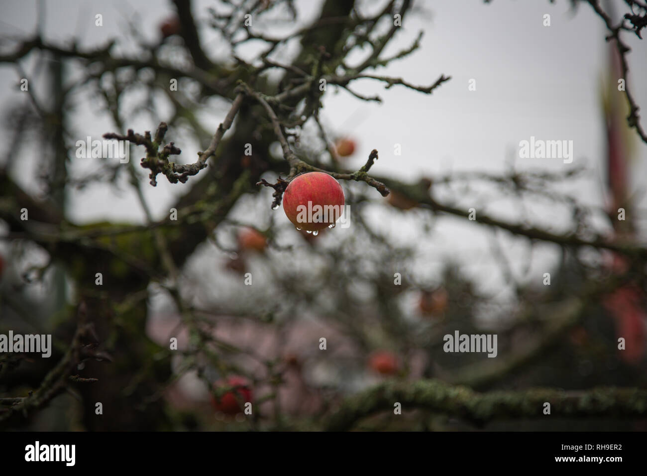Apple tree in winter hi-res stock photography and images - Alamy