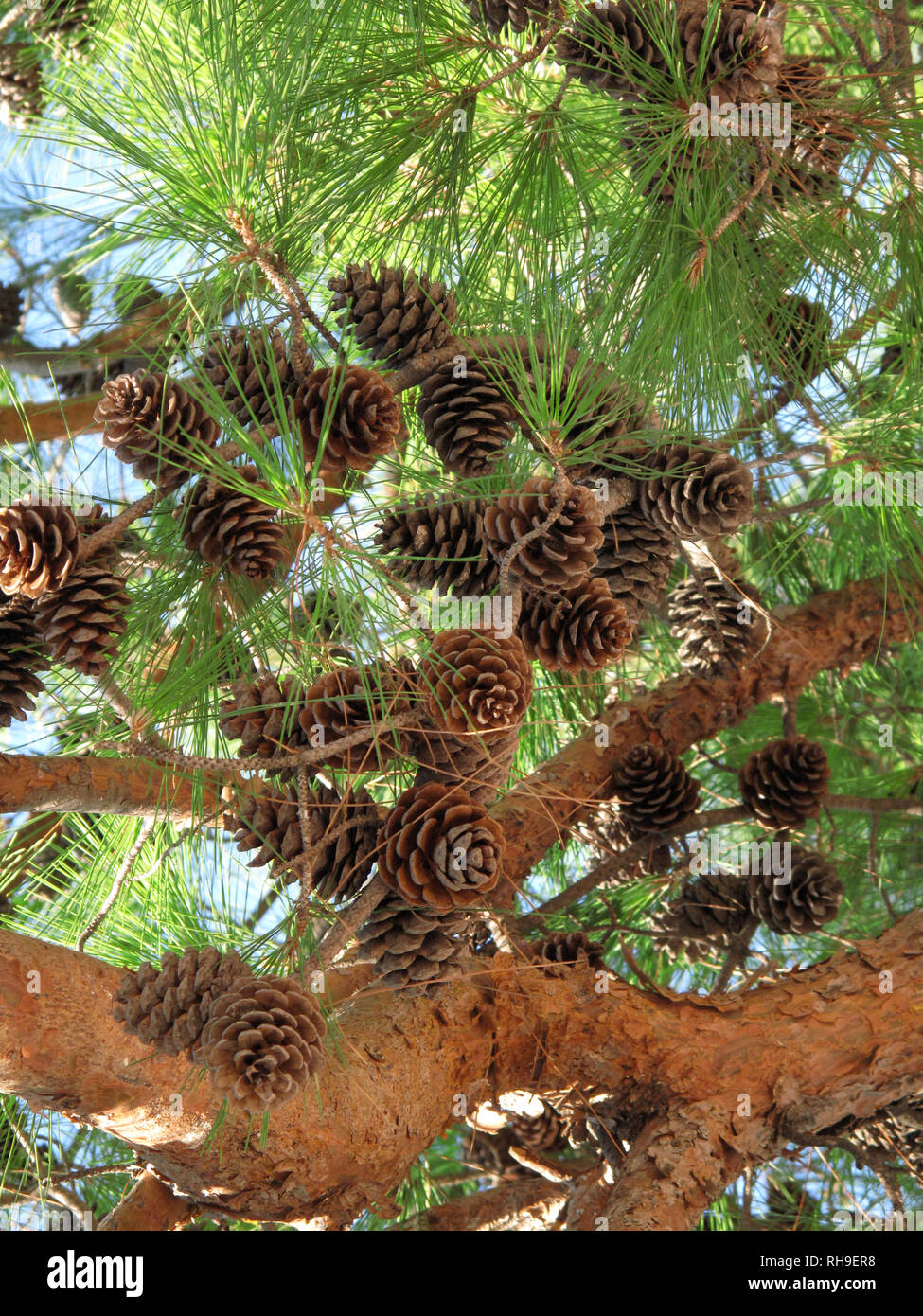 Fur tree cones hi-res stock photography and images - Alamy