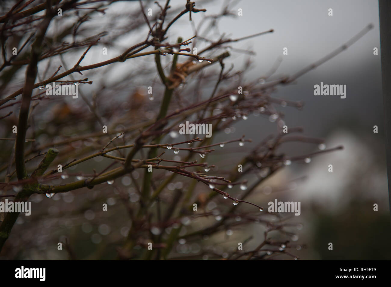 Raindrops on a gardentree hi-res stock photography and images - Alamy