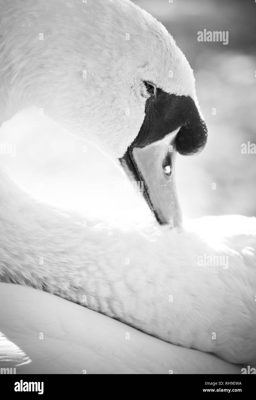 Beautiful swan portrait Black and White Stock Photos & Images - Alamy