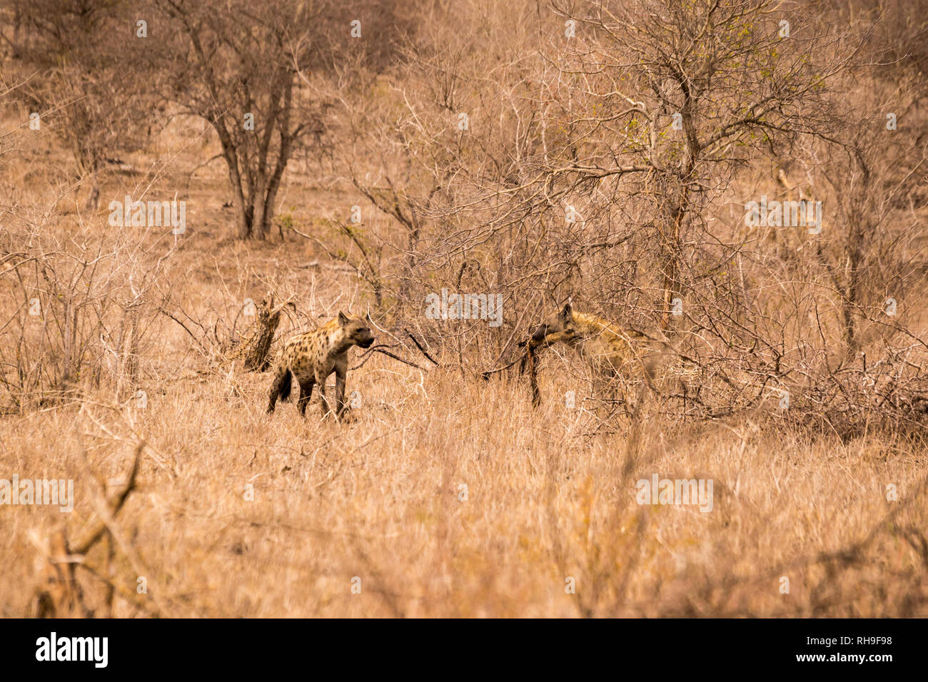 Two Hyenas with Prey in Savannah, Kruger Park, South Africa Stock Photo ...
