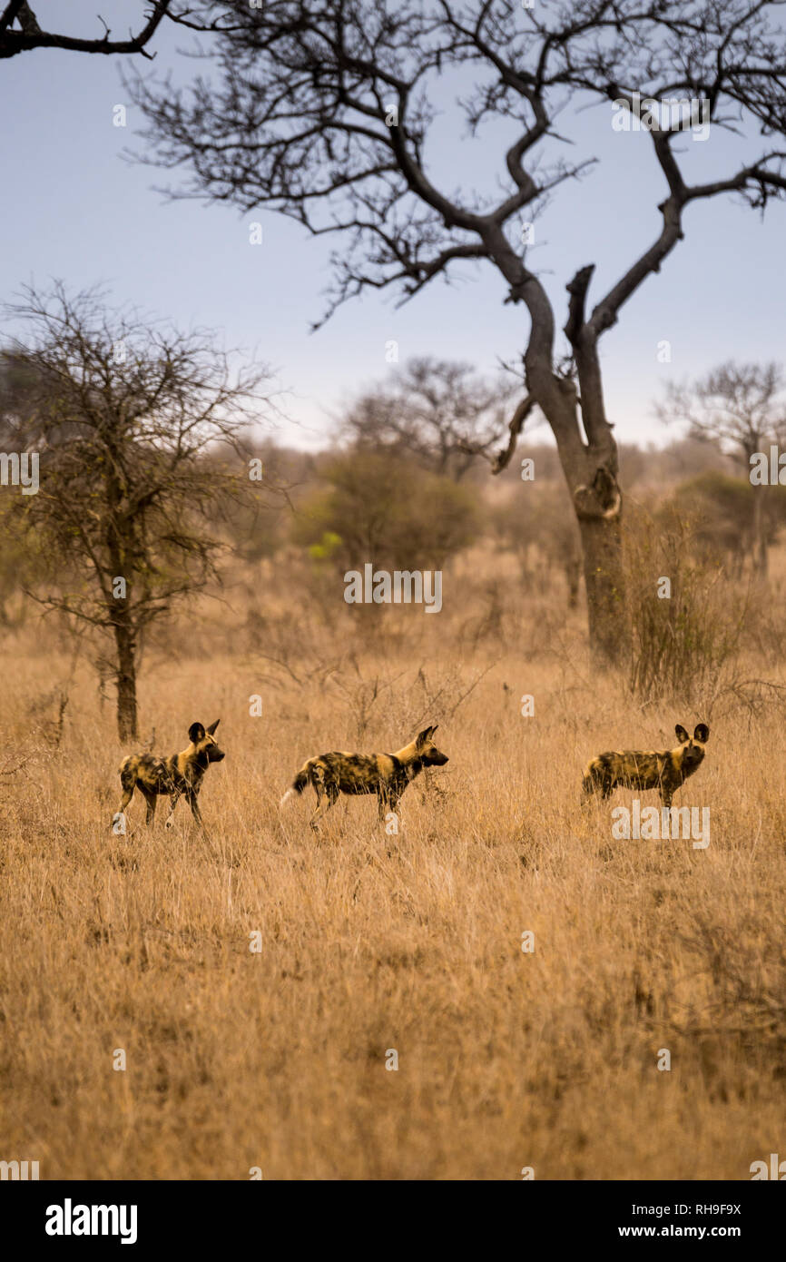 Three Young African Wild Dogs Standing in Savannah, Kruger, South ...