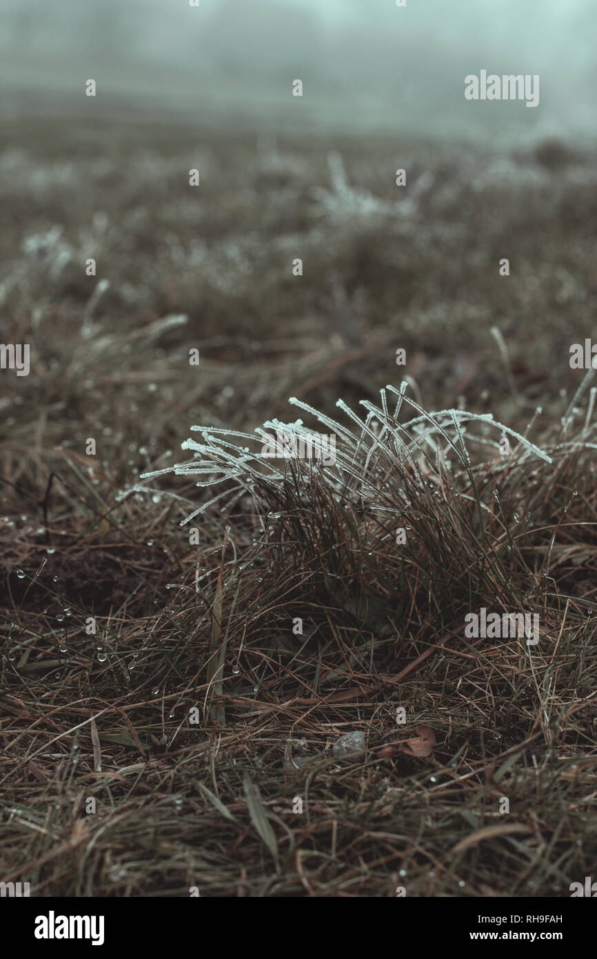 Blade blades of grass hi-res stock photography and images - Alamy