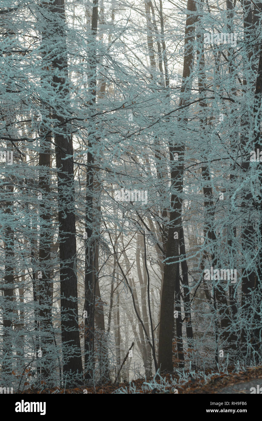 winter magic forest with frost Stock Photo - Alamy