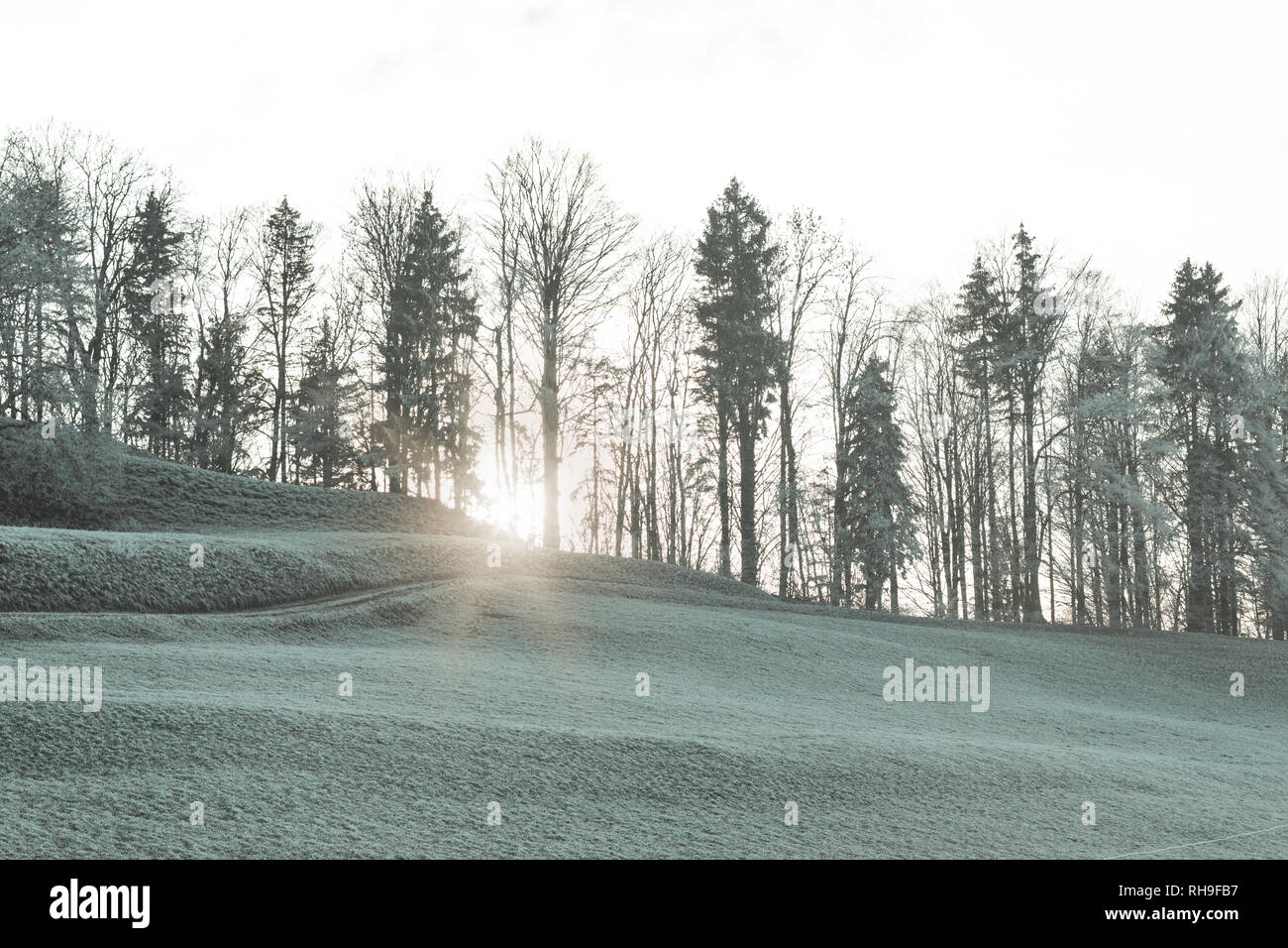 Warm evening sunshine forest tree hi-res stock photography and images ...
