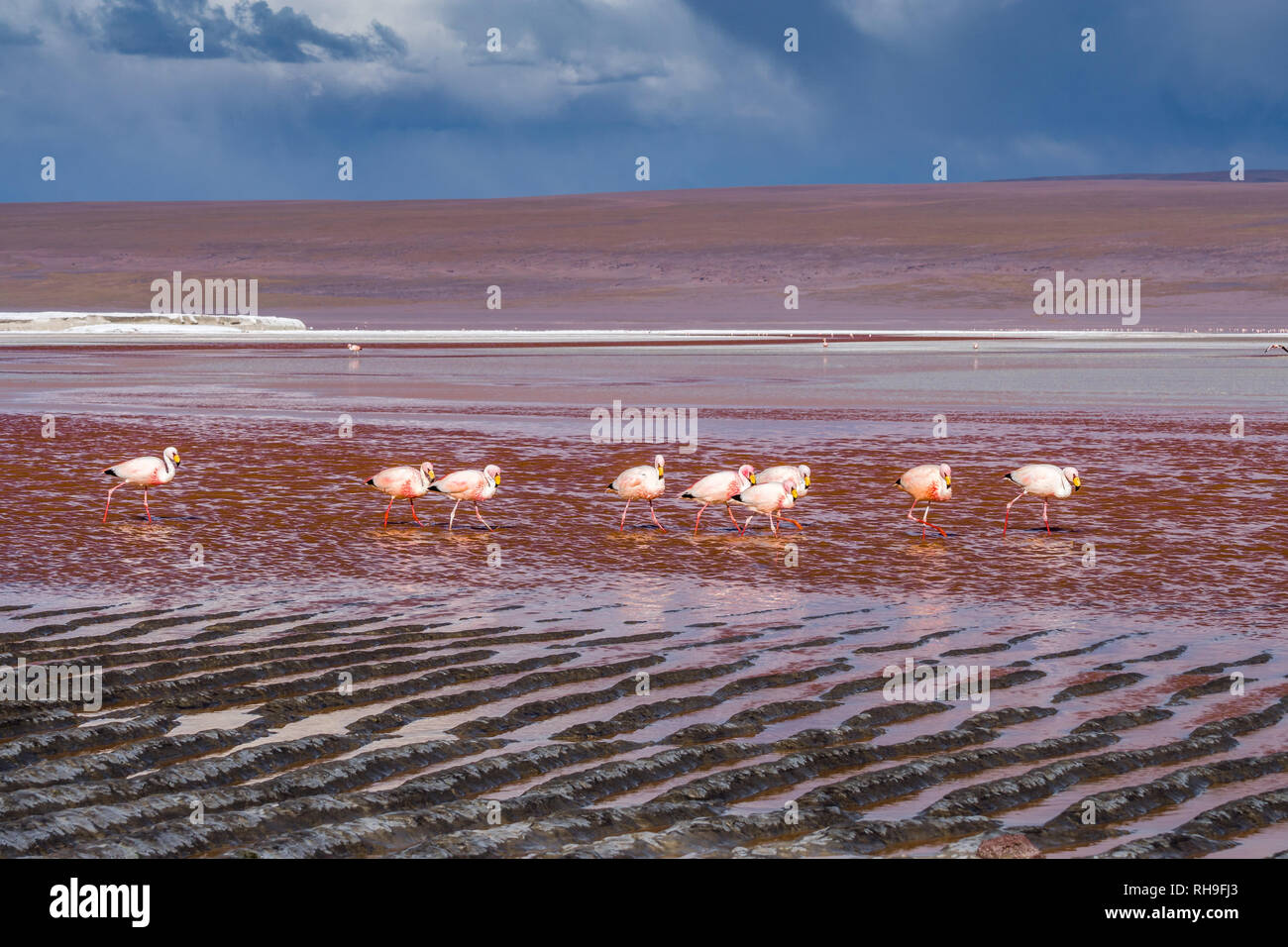 a group of James's Flamingos in the fascinating red waters of Laguna ...