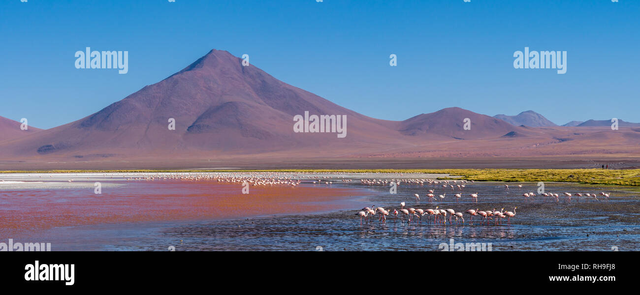 James's Flamingos in the fascinating red waters of Laguna Colorada in ...