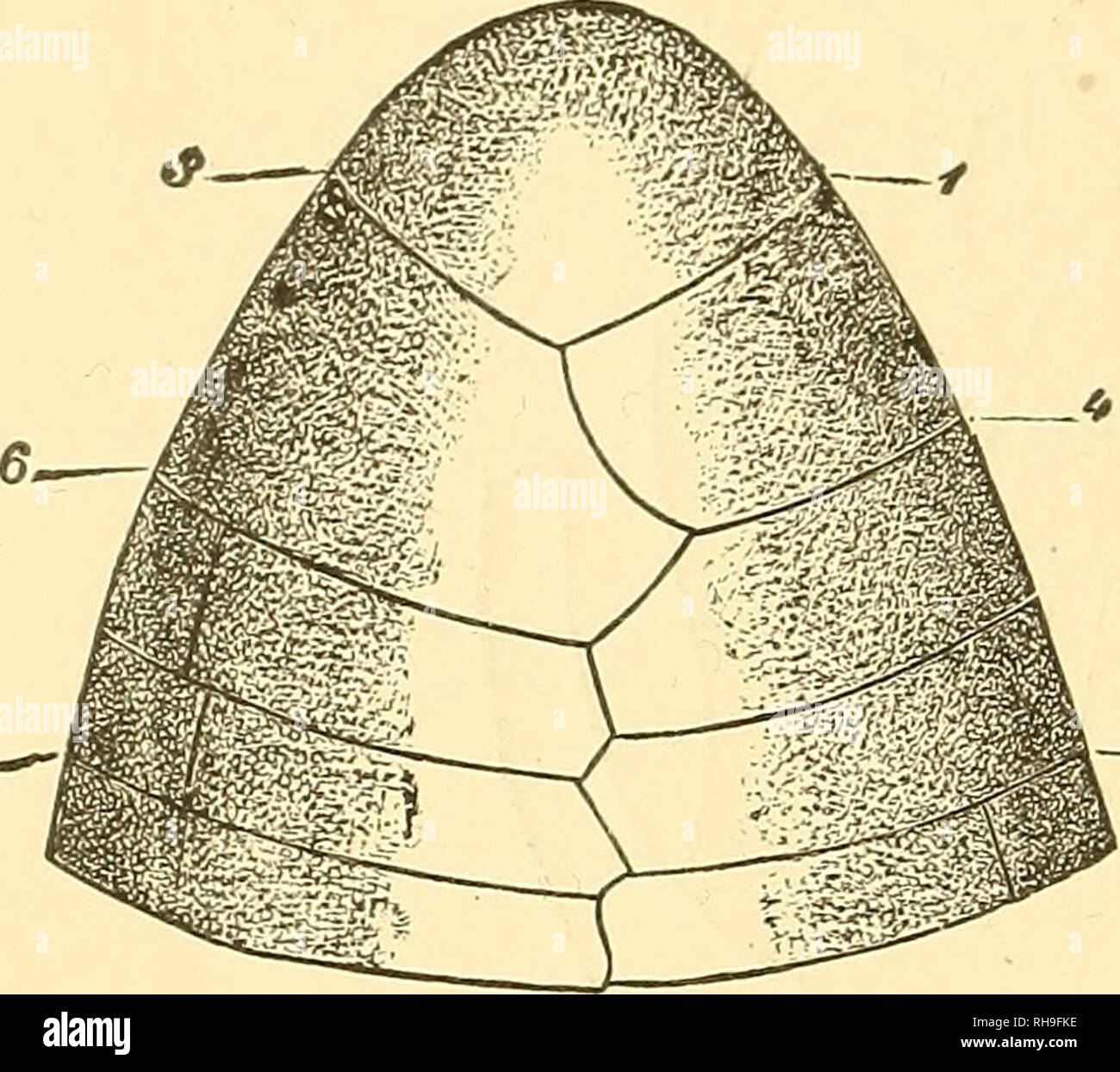 Primary meristem tissue hi-res stock photography and images - Alamy