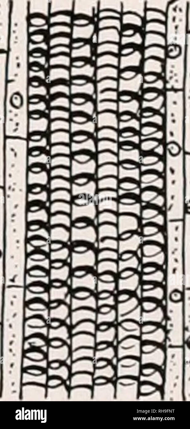 . Botany for agricultural students. Plants. ANATOMY OF THE OLDER ...