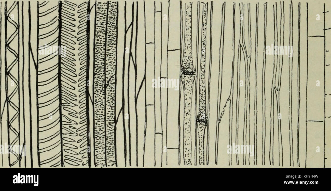 Cross section stem of vascular plants hi-res stock photography and ...