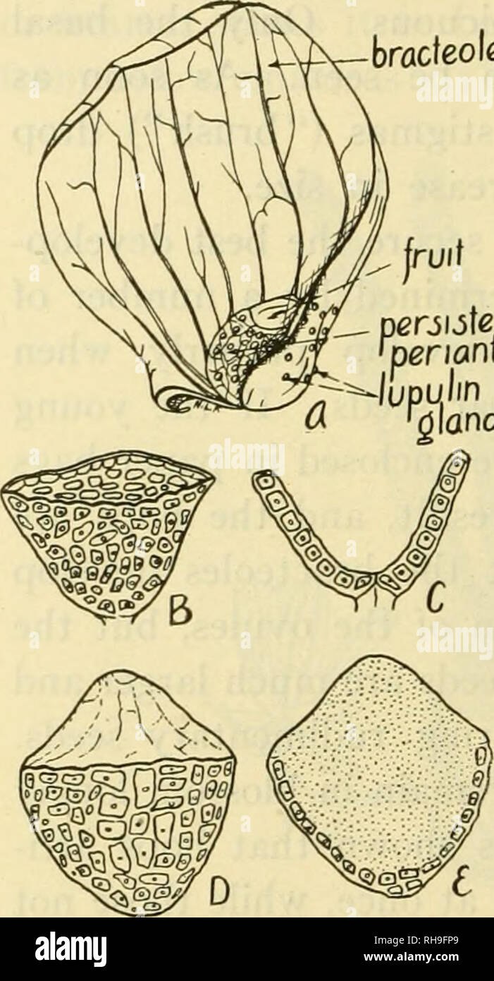 Lupulin glands hi-res stock photography and images - Alamy