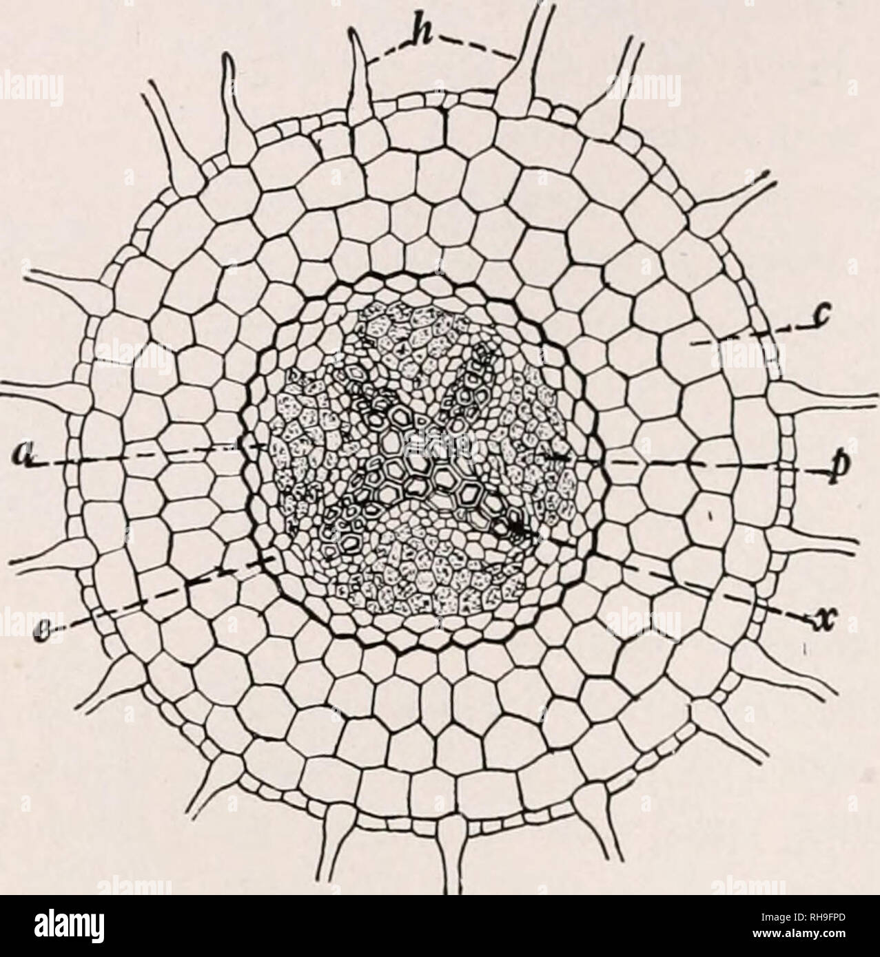 . Botany for agricultural students. Plants. 146 ROOTS way the ...