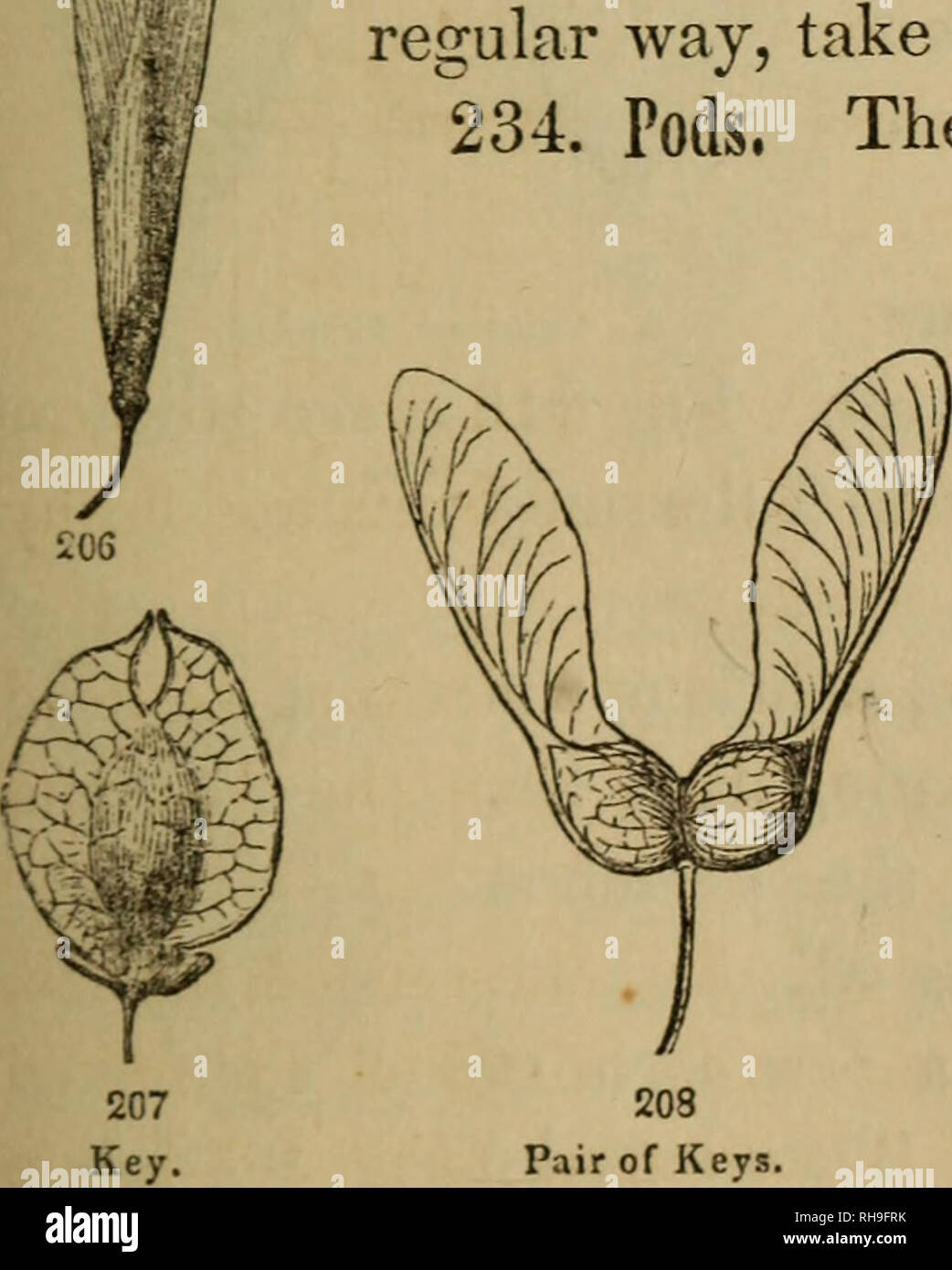 Caryopsis Fruit Examples