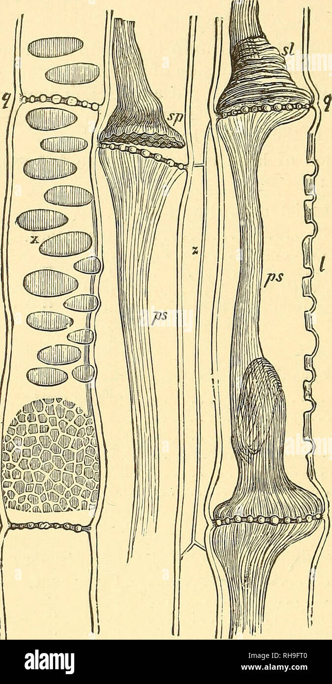 Cucurbita pepo l hi-res stock photography and images - Alamy