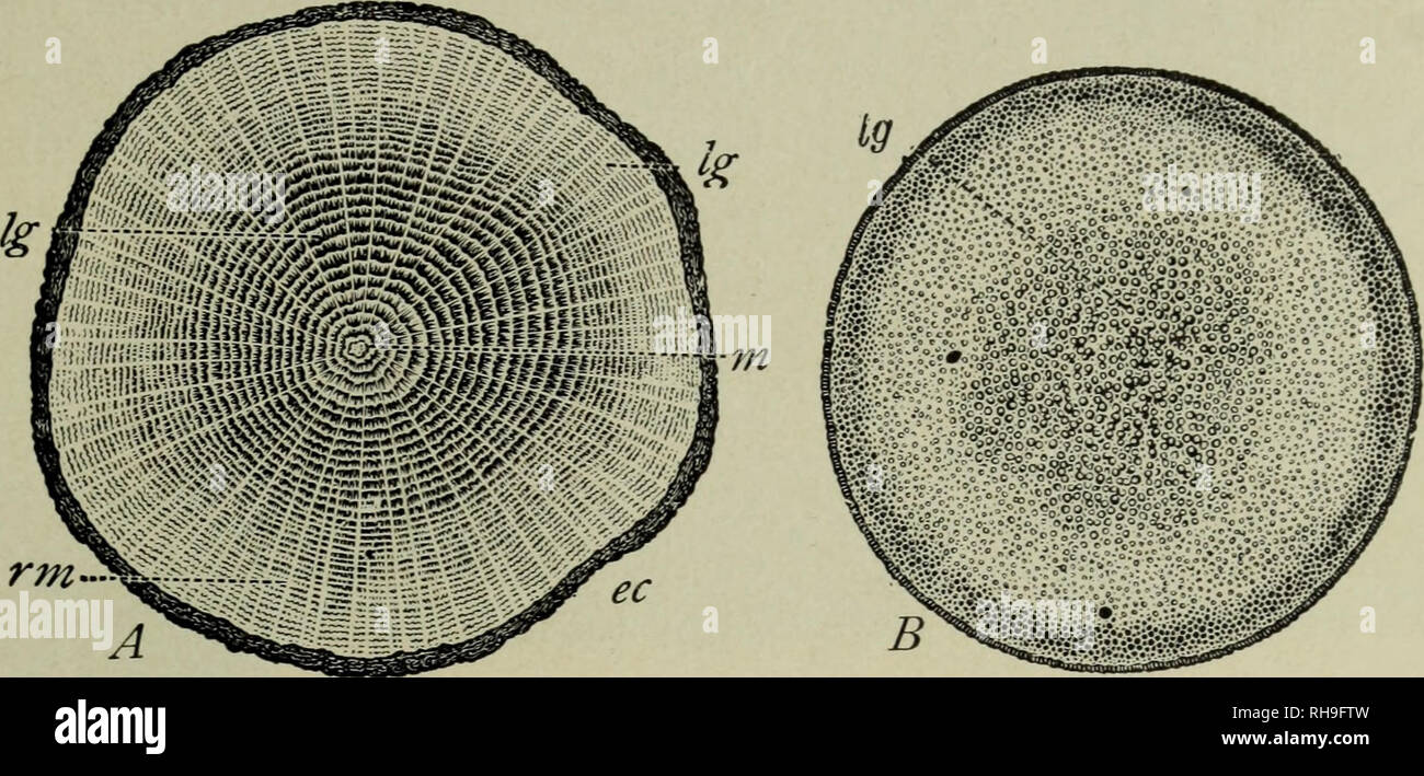. Botany for high schools. Botany. STRUCTURE OF STEMS hence the term ...