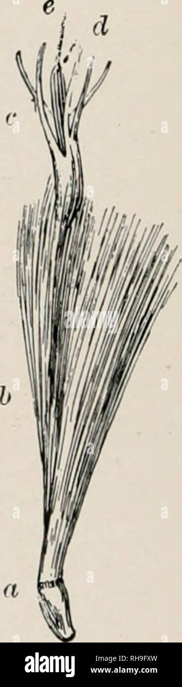 . Botany, an elementary text for schools. Botany. 228. Head of pasture ...