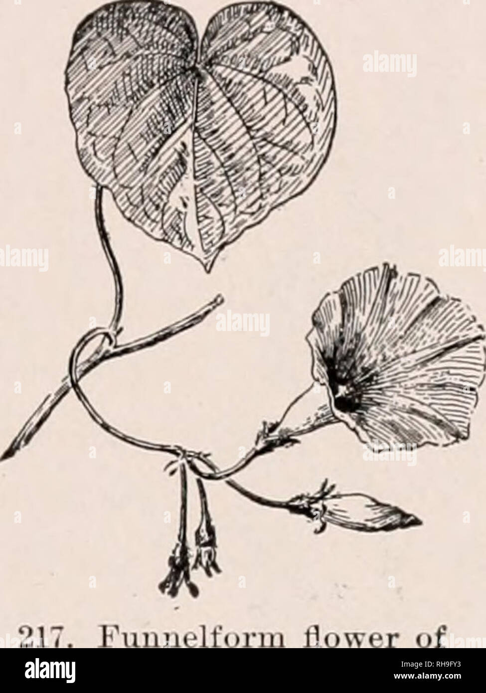 . Botany; an elementary text for schools. Plants. GENERAL FORMS 137 ...