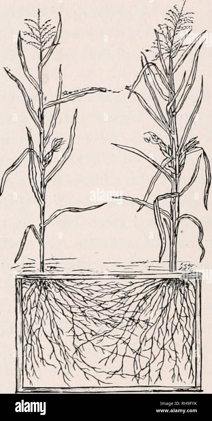Root anchoring hi-res stock photography and images - Alamy