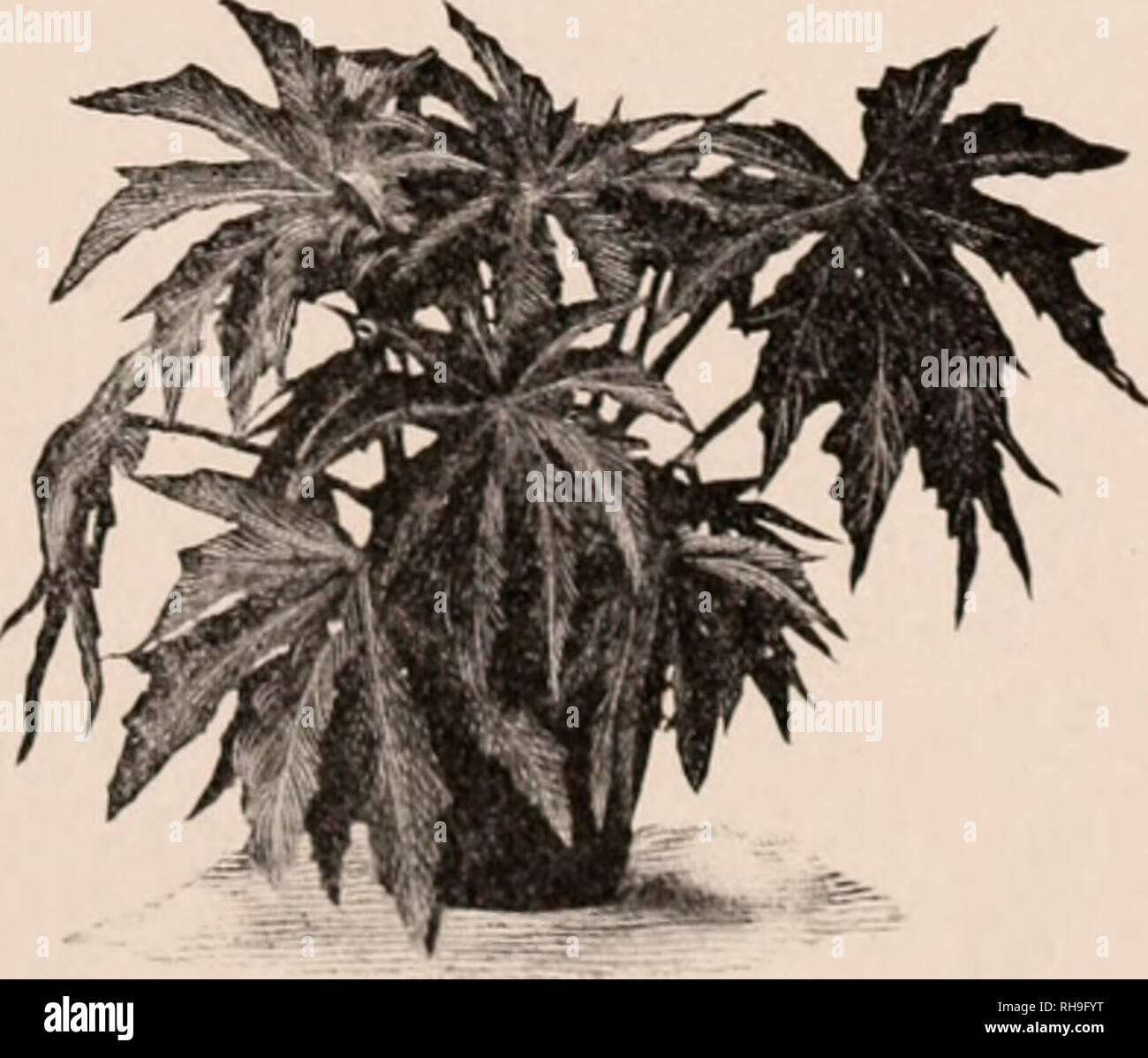 Leaves divided into three leaflets hi-res stock photography and images ...