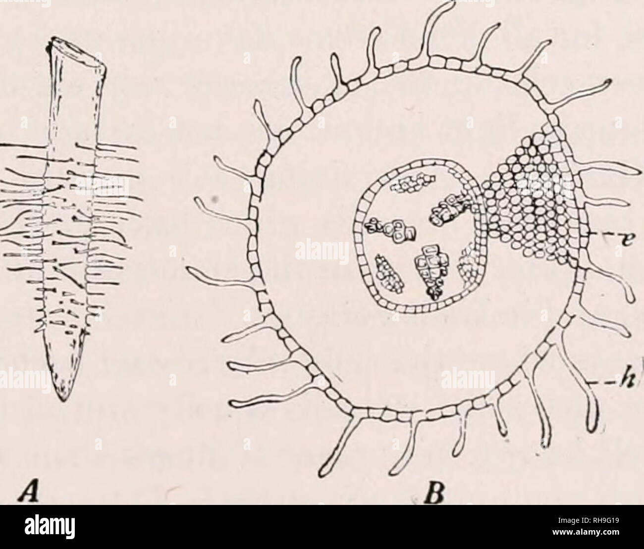 . Botany for agricultural students. Plants. Fig. 118. — Tracheids from ...