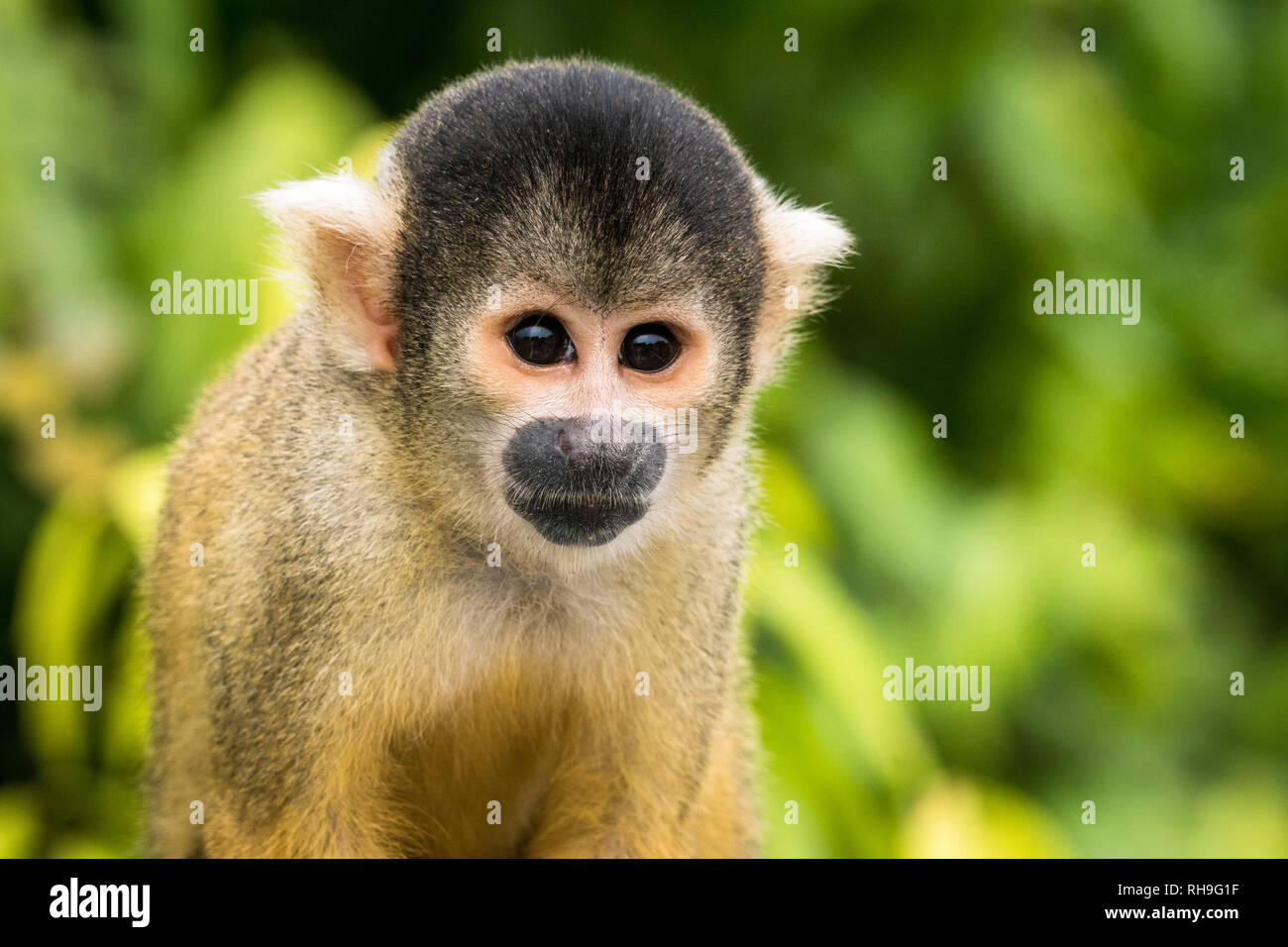 Amazon rainforest monkeys hi-res stock photography and images - Alamy