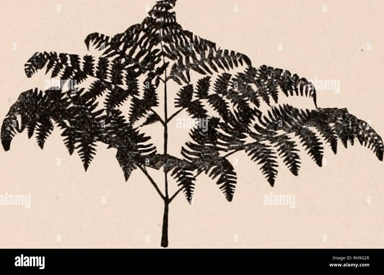 Digitate leaf hi-res stock photography and images - Alamy