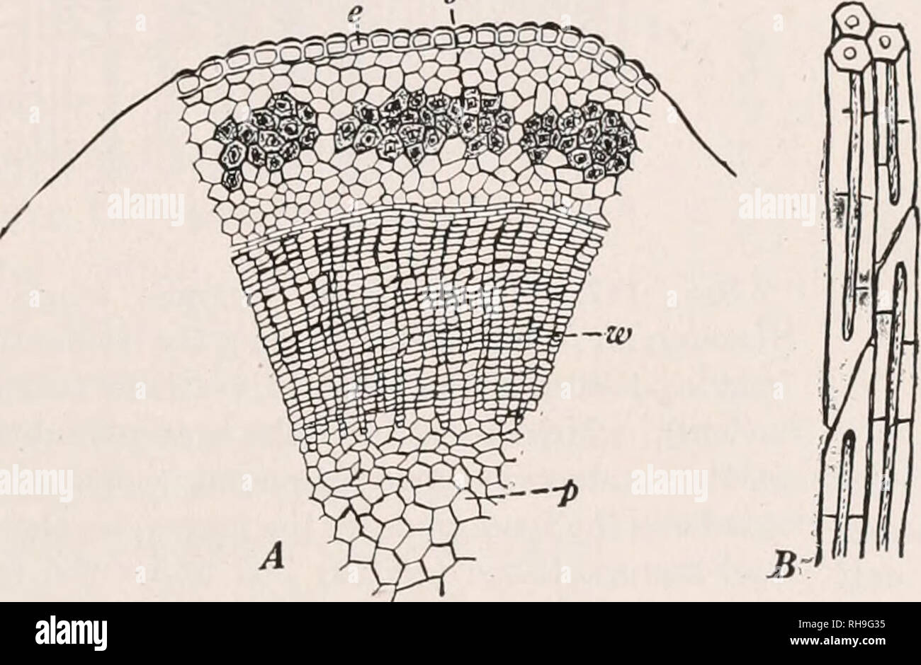 . Botany for agricultural students. Plants. STRENGTHENING TISSUES 129 ...