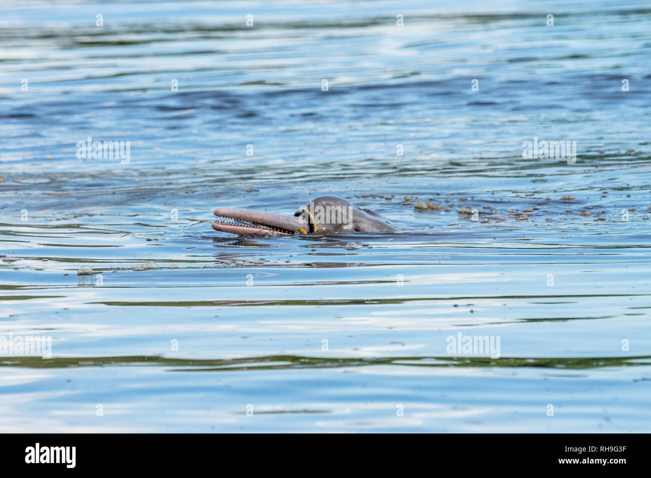 Inia (Bolivian river dolphin) eating a snake in the Bolivian Amazon ...