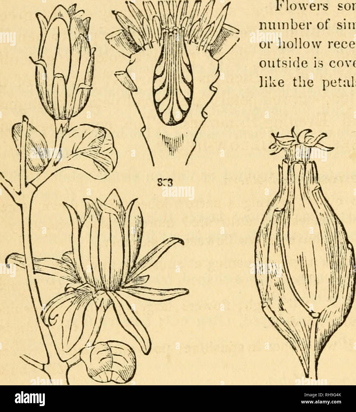 . Botany for young people and common schools. How plants grow, a simple ...
