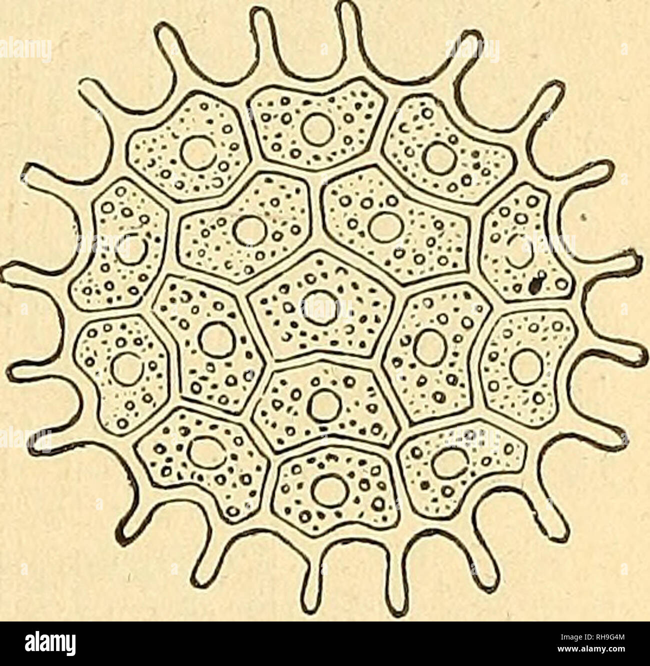 . Botany for high schools and colleges. Botany. Fig. 49.—Pediastrum ...
