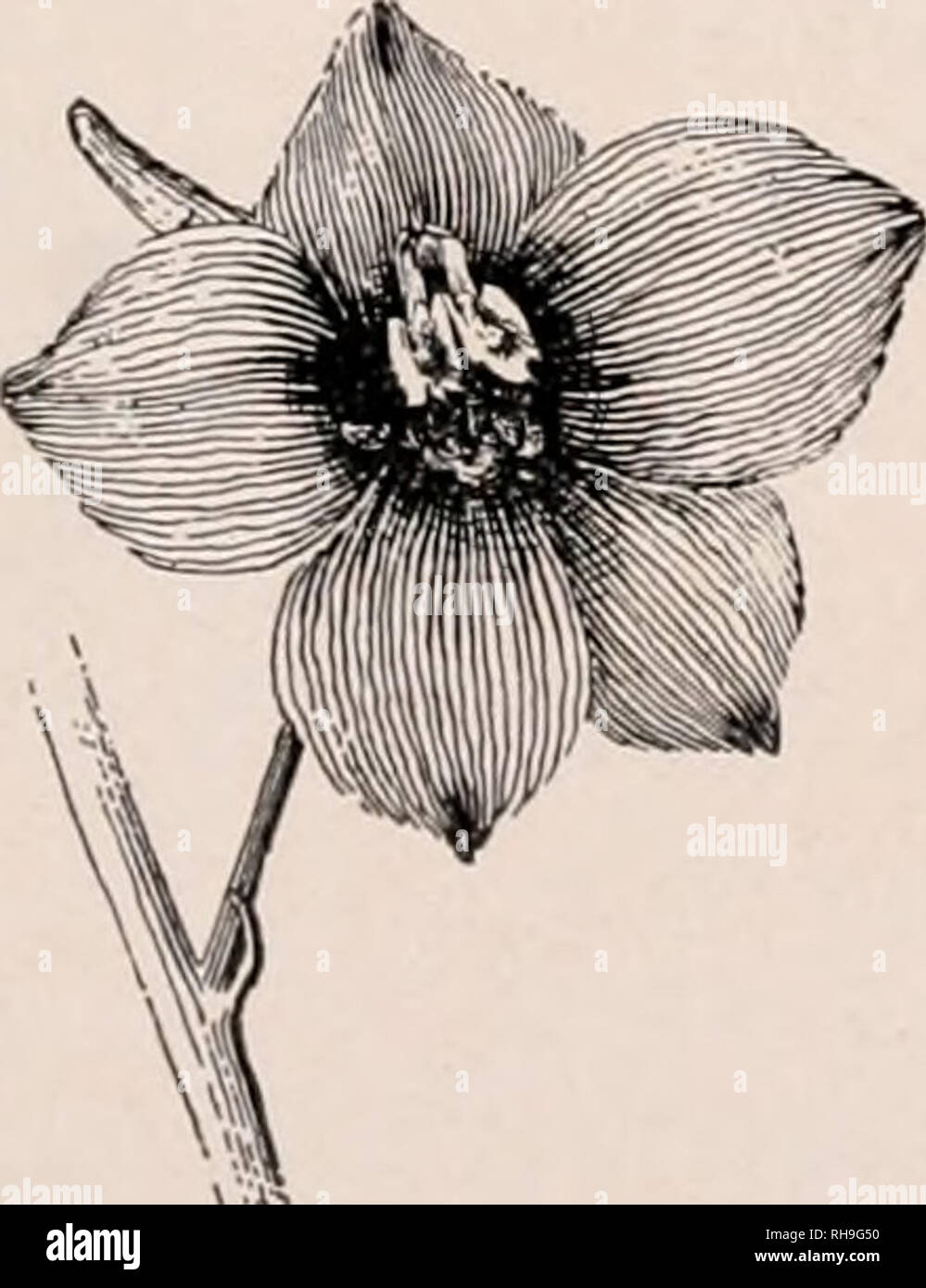 Nectar col hi-res stock photography and images - Alamy