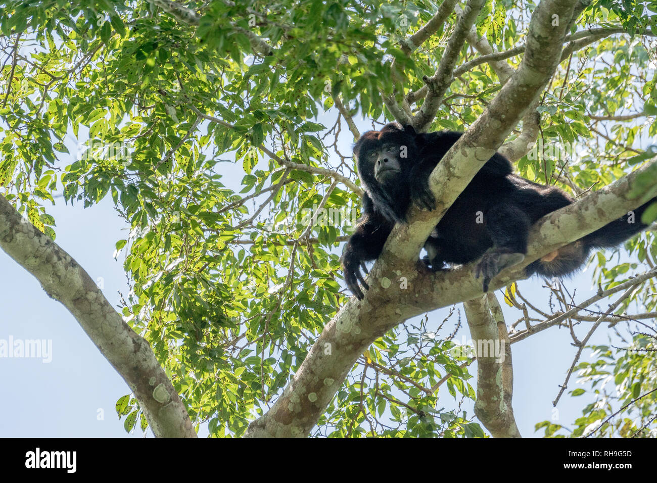 a black howler monkey in the bolivian Rainforest Stock Photo - Alamy