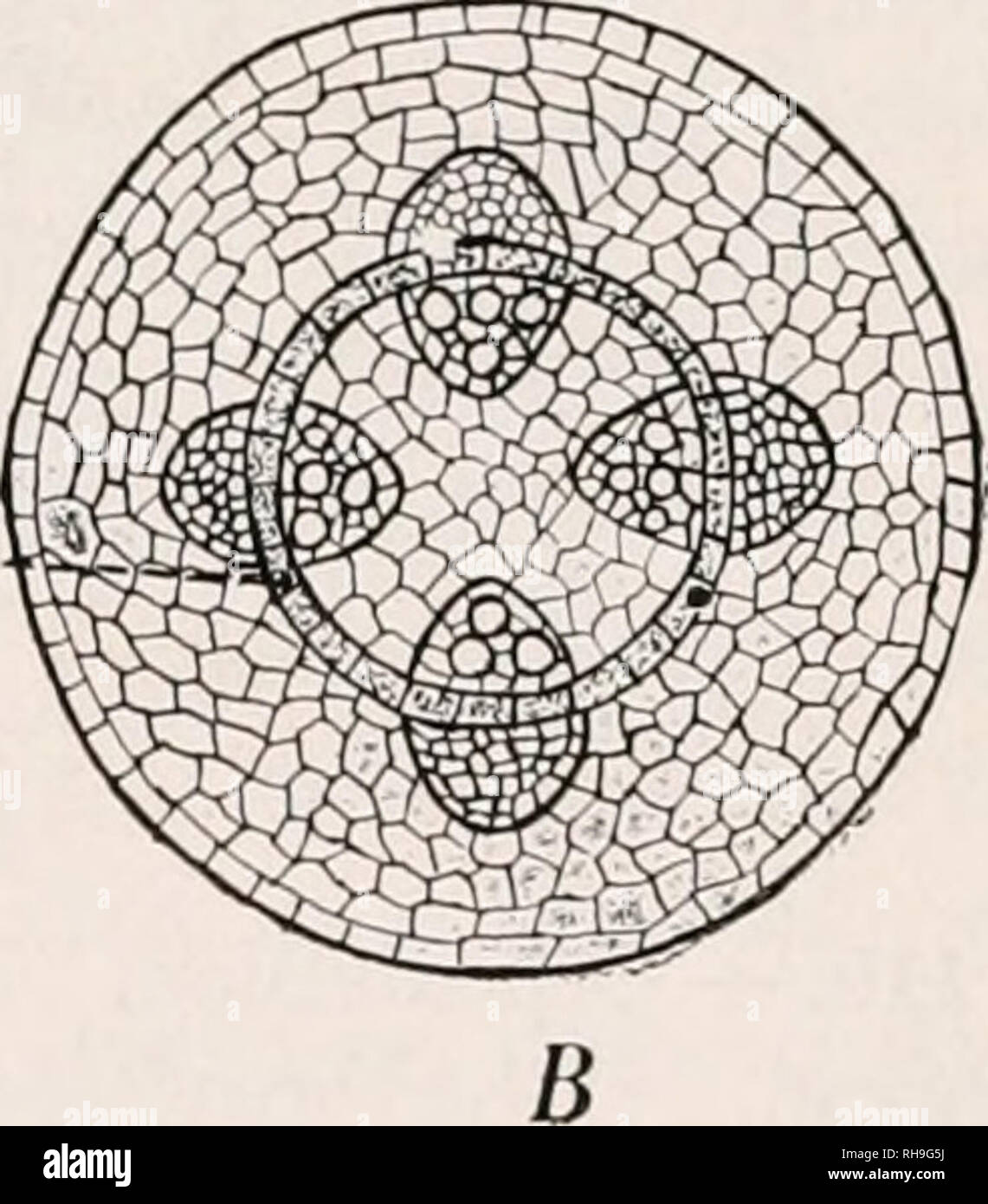 Apical stem meristem hi-res stock photography and images - Alamy