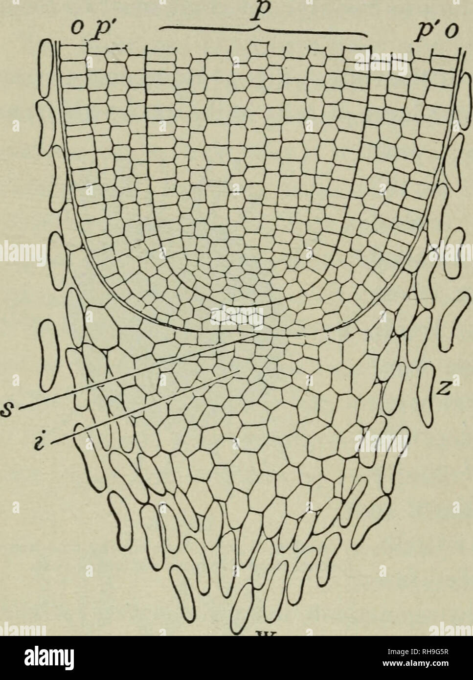 Meristematic Tissue Root