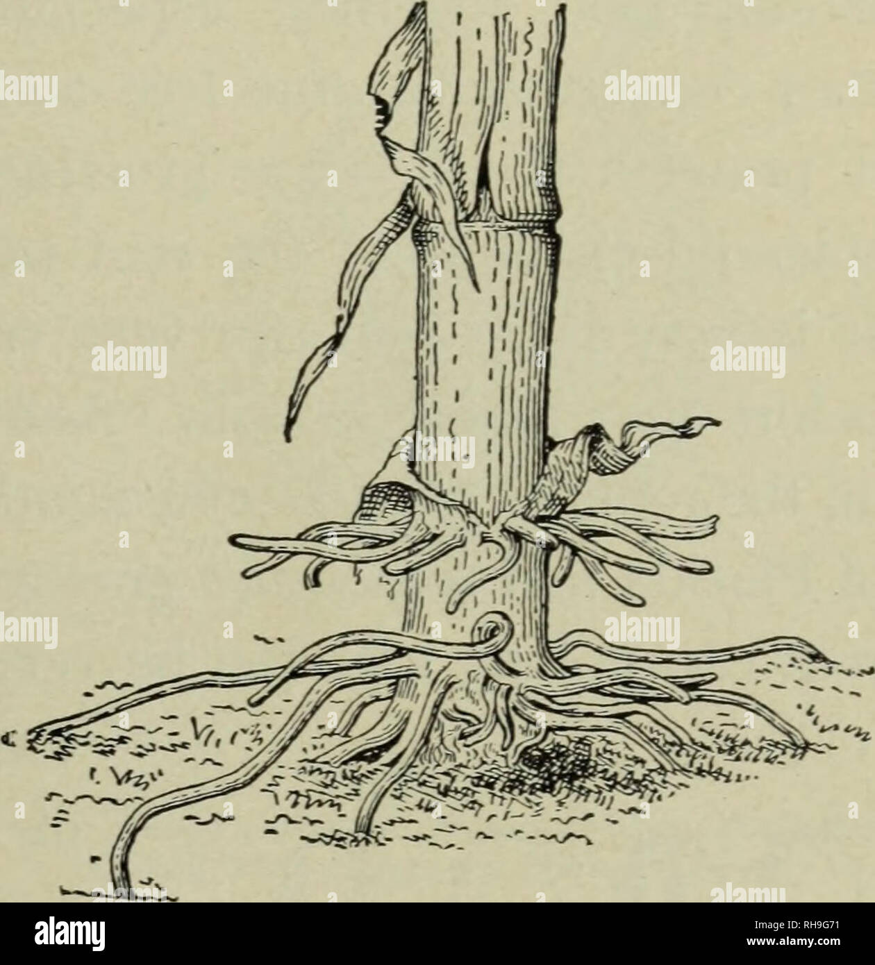 Wandering jew etc hi-res stock photography and images - Alamy