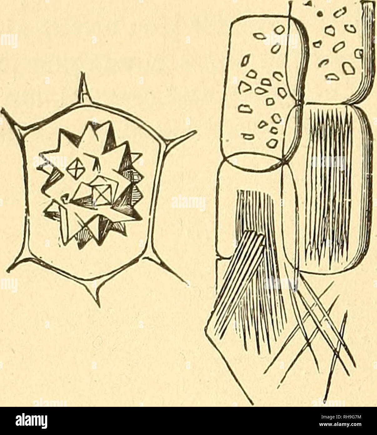 . Botany for high schools and colleges. Botany. 60 BOTANY.. Fig. 46 ...